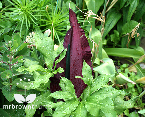 Voodoo Lily, Dracunculus vulgaris : MrBrownThumb