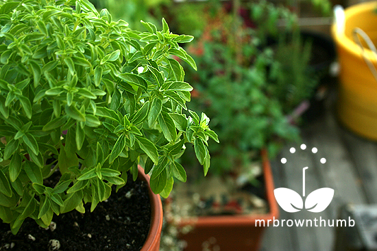 Growing Basil, Mini, "Windowbox" : MrBrownThumb