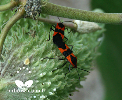 Large Milkweed Bug, Oncopeltus fasciatus : MrBrownThumb