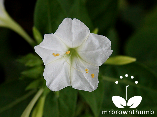 Four O' Clock Flowers : MrBrownThumb