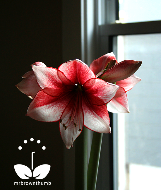 Amaryllis 'Charisma' Hippeastrum : MrBrownThumb