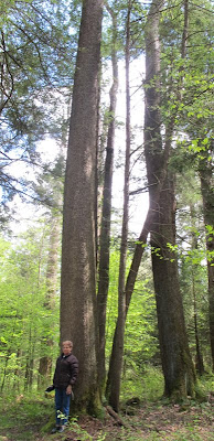 Squirrel's View: Cathedral State Park, West Virginia