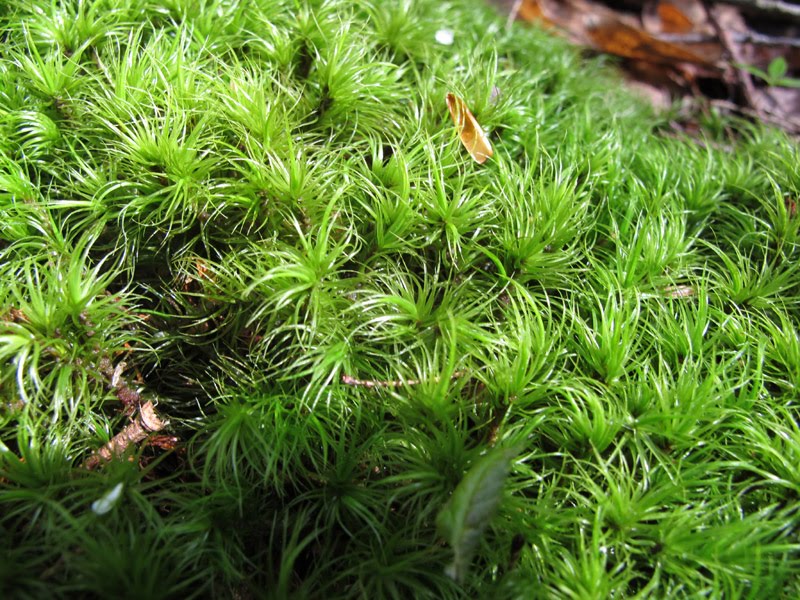 Squirrel's View: Moss at Cathedral State Park and the surrounding area