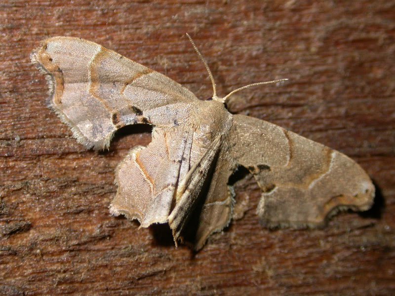 Squirrel's View: Unusual Shaped Moths