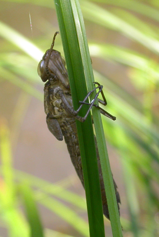 Squirrel's View: Dragonfly birth