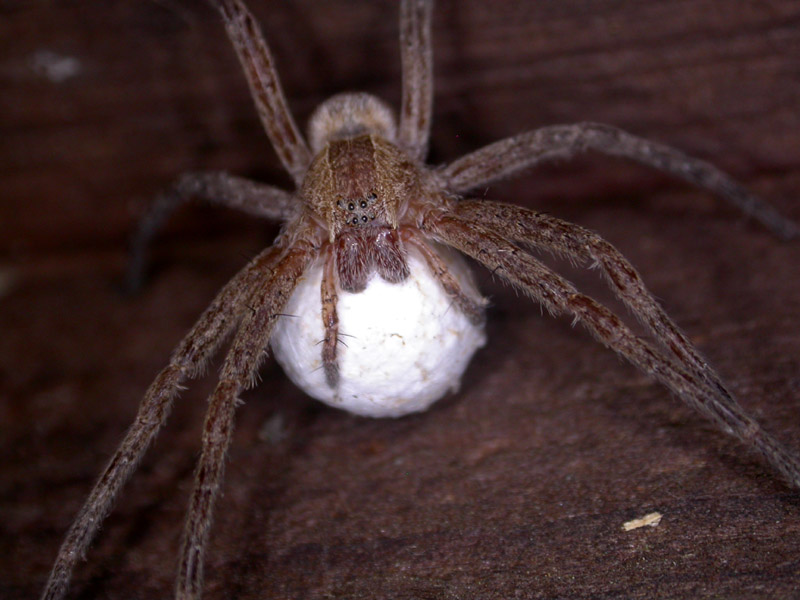 Squirrel's View: Spider Egg Sacs