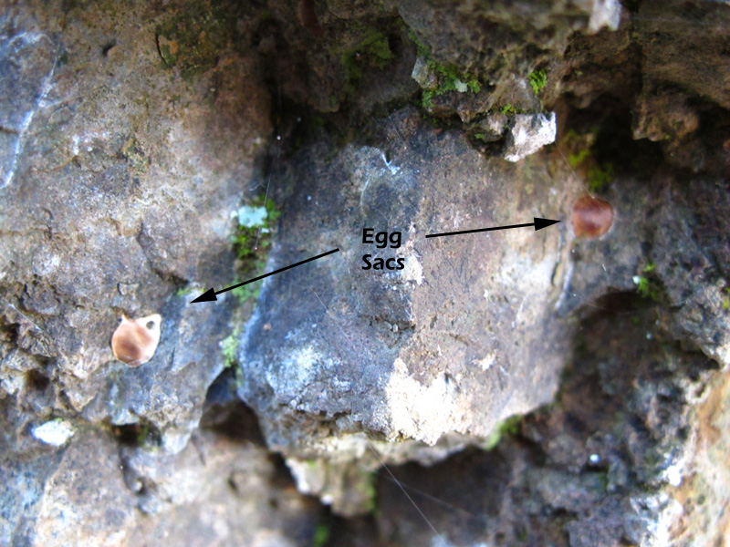 Squirrel's View: Spider Egg Sacs