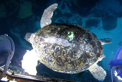 Boston Daily Photo: Myrtle the Turtle