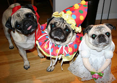 three silly pugs