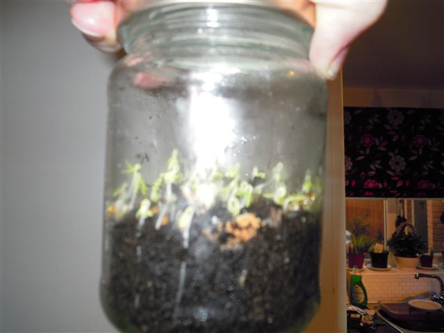 Life's Adventures: Venus Science project