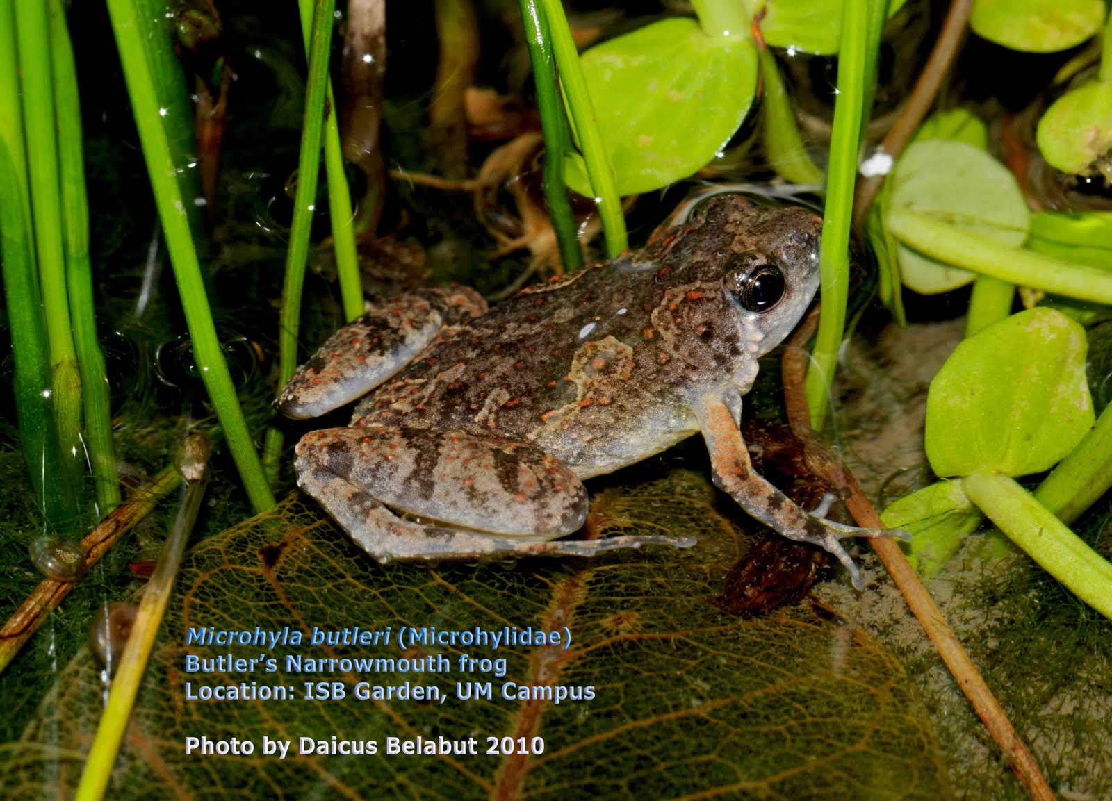 Nature Malaysiana: Butler's Narrowmouth frog (Amphibia, Anura ...