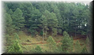 Ecosistemas Terrestres: Bosque de coniferas