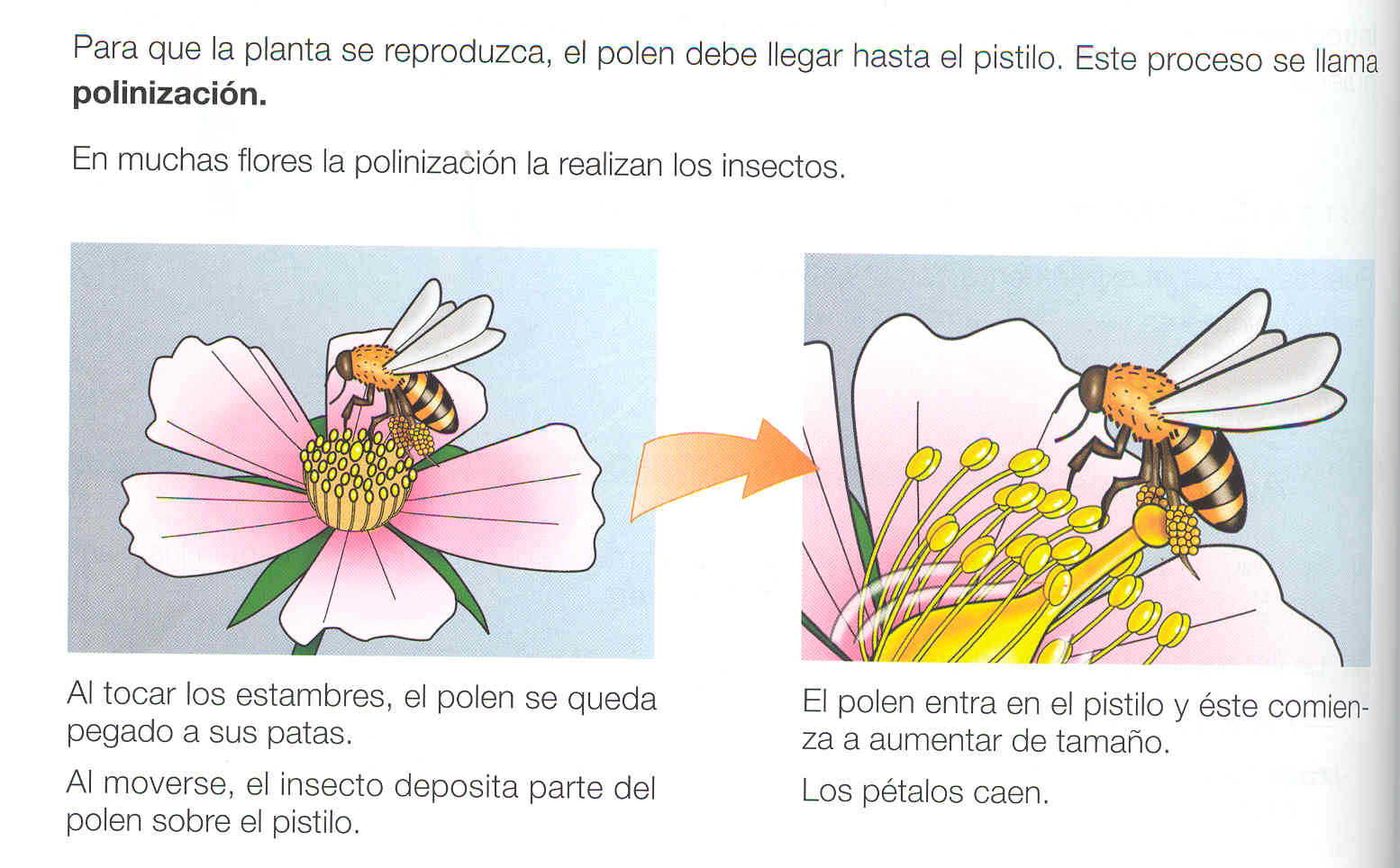 Partes De La Flor Y Polinizacion PPT