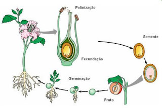 A aprender: Biologia/Geologia - 11ºano: Diversidade de estratégias na ...