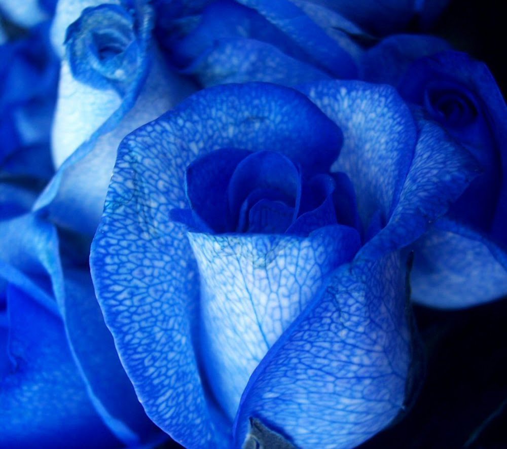 Flores: Rosa Azul