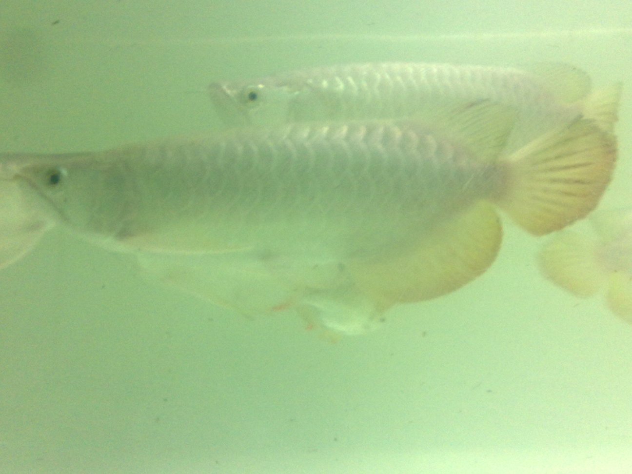 Arowana Fish║Arowana Aquarium║金龍魚: My 14 Inch Arowana