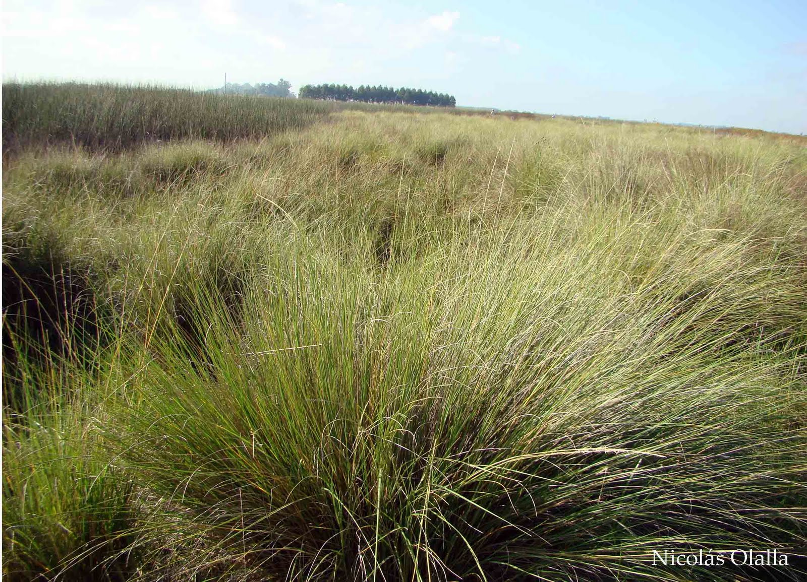 Laguna de Lobos: Pastizales Naturales en la Laguna de Lobos