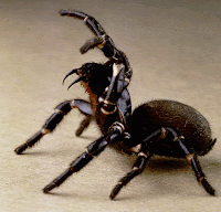 Amazing People and Events: THE UNTAME DANGEROUS CRAWLERS