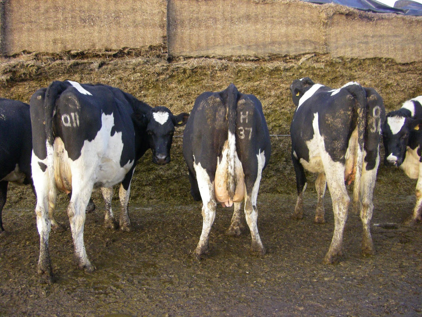 Pasture to Profit: Proper Dairy Cow ID....small point but so important