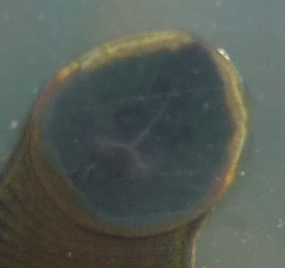 Animal Paradise: Asian Medicinal Leech (Hirudinaria manillensis)