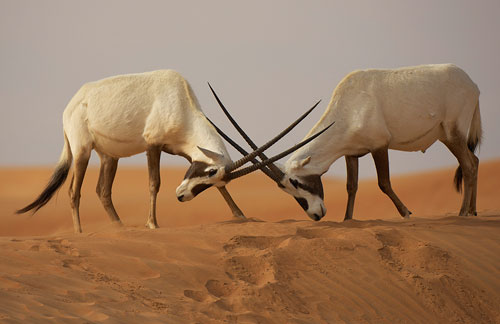 Wipe Out: Animals vs. Humans: Growing Oryx