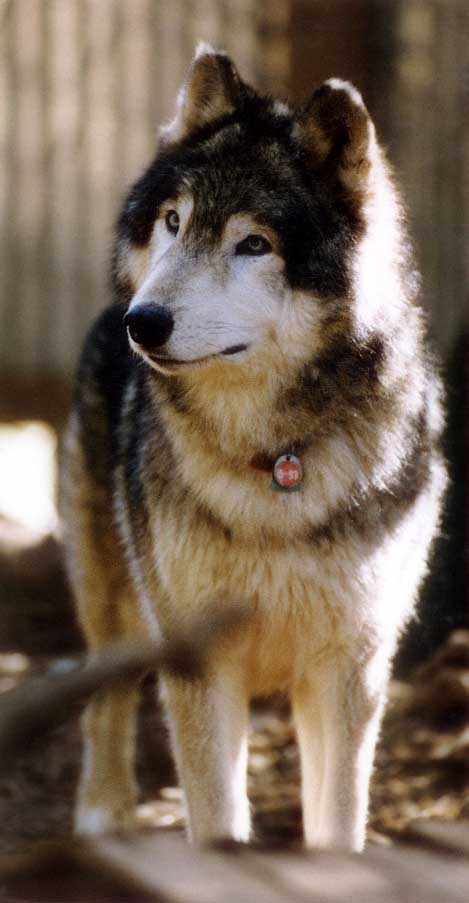 Taura Berá - Cão Lobo Tchecoslovaco: Híbridos de Lobo - Comportamento ...