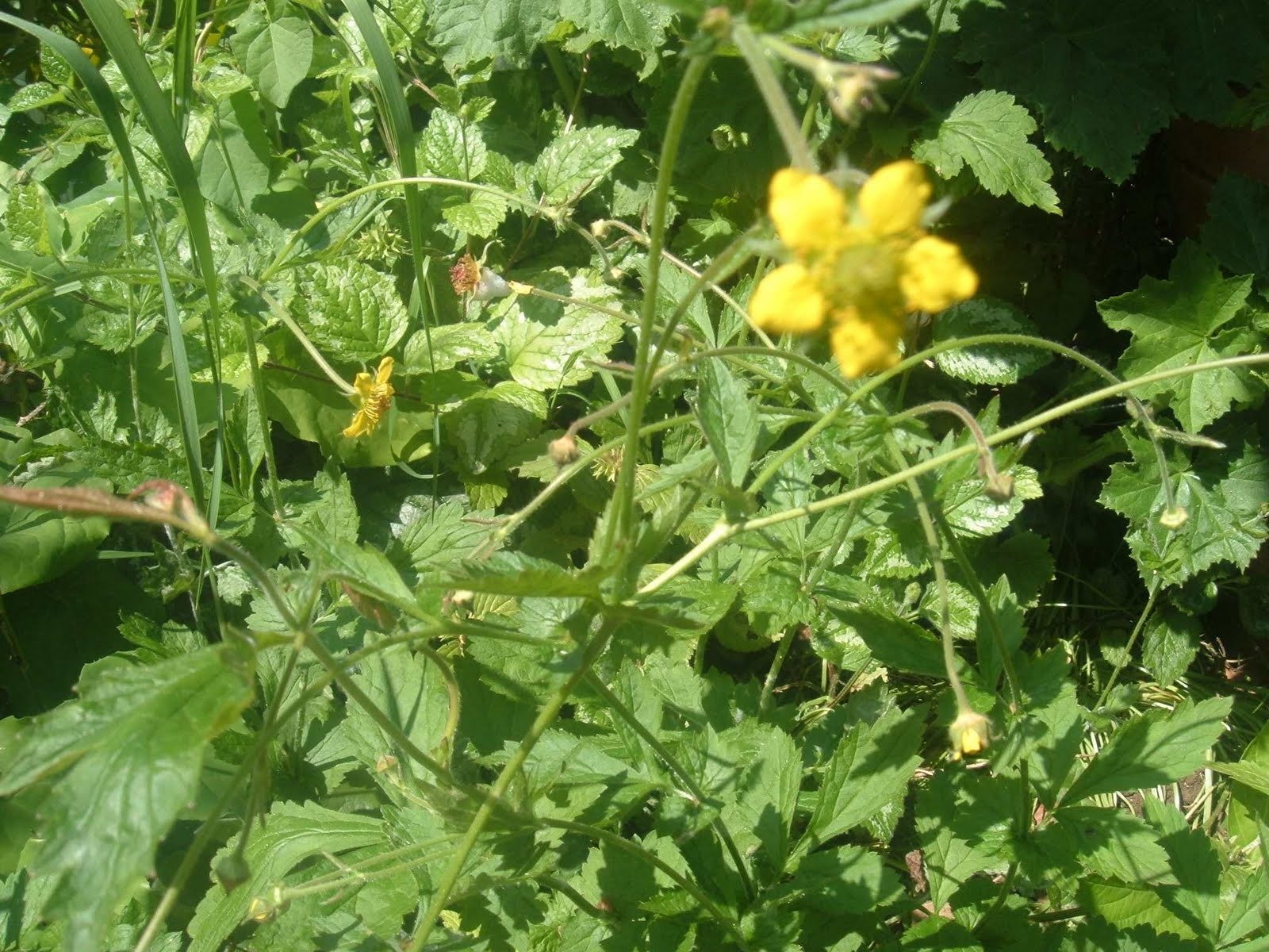Unbought Delicacies: Herb Bennet