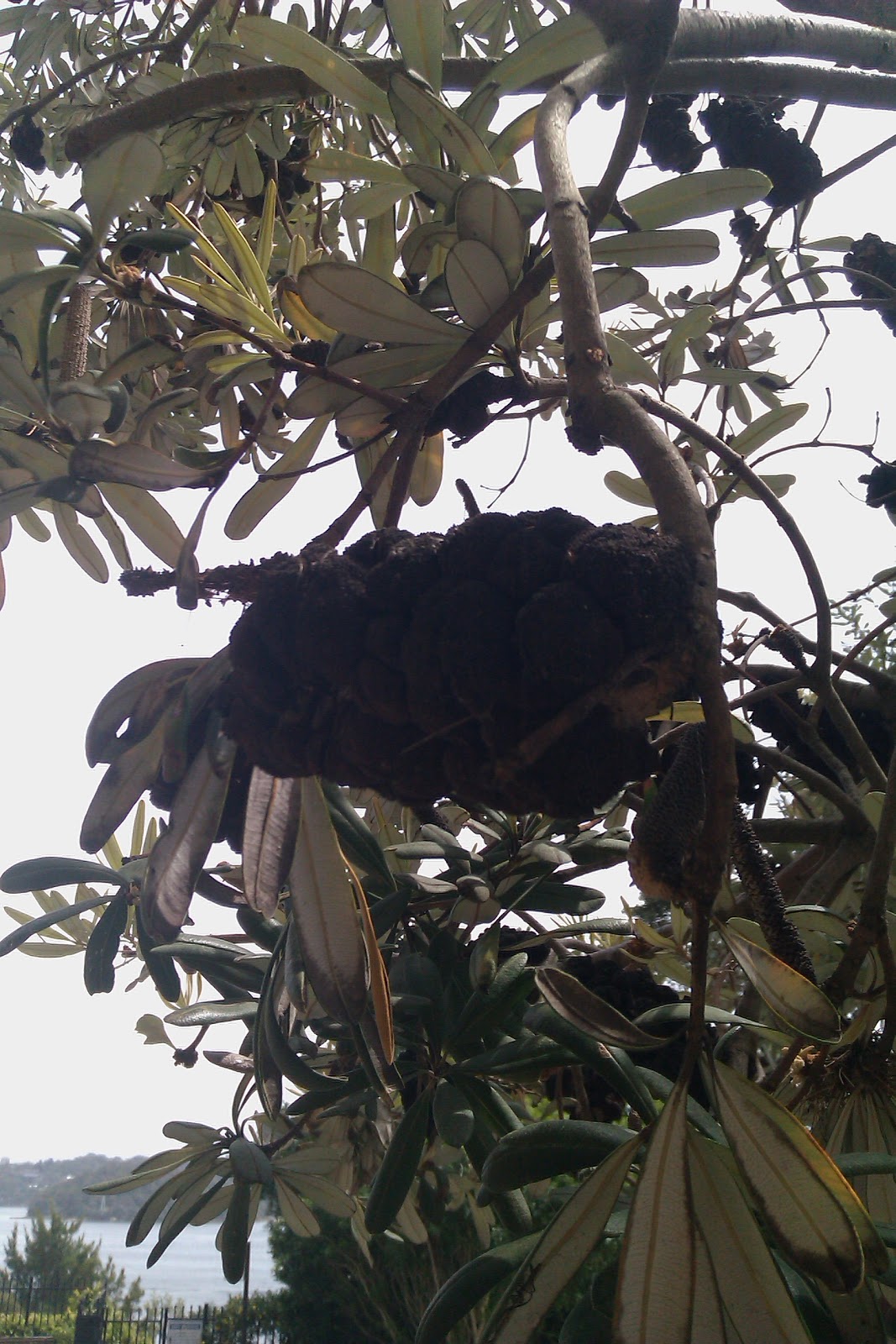 The View Down Under: The Poop Tree...
