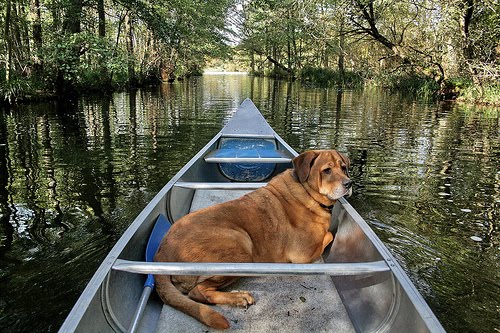 rocky's bru: Big Dog goes canoeing in Jerlun, Malaysia