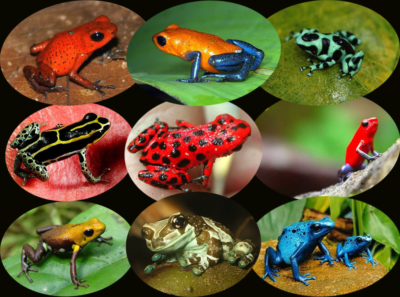 ANIMAZING wildlife: Jenis KATAK Beracun