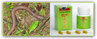 ANIMAZING wildlife: CACING KALUNG (Pheretima Aspergillum) Penurun Demam