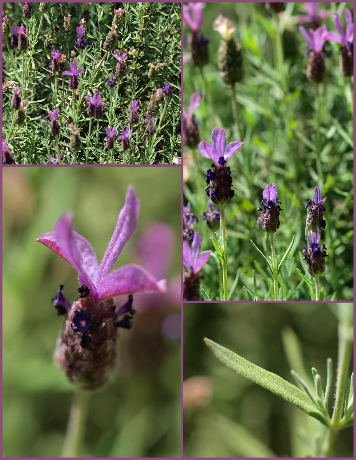 Old Song Resung - Herbs in the 21st Century: Botany