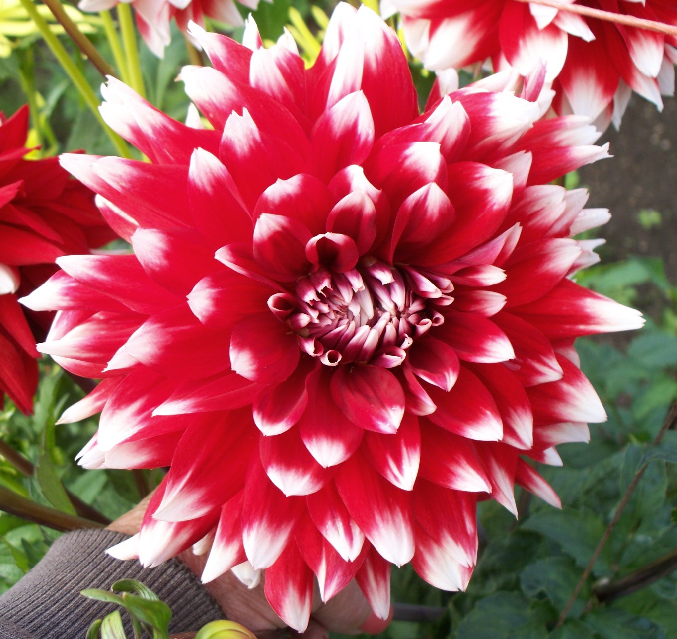 JAN'S COUNTRY GARDEN: Alauna Double Jais