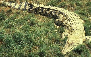 Mystery of the World: 4 The Ancient Animal Species Living in Indonesia