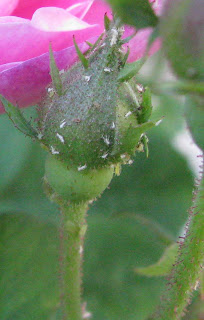 Survival Kitchen: May 2009