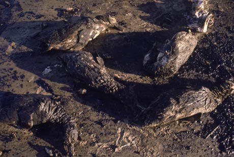 Biologia e Geologia: Maré Negra: BP já pagou 38,27 milhões de euros em ...