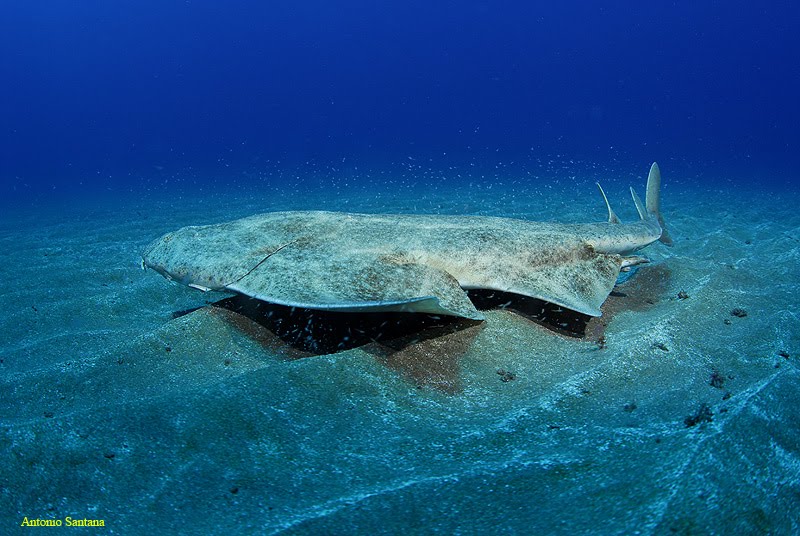 biolotecno: Tiburón Ángel