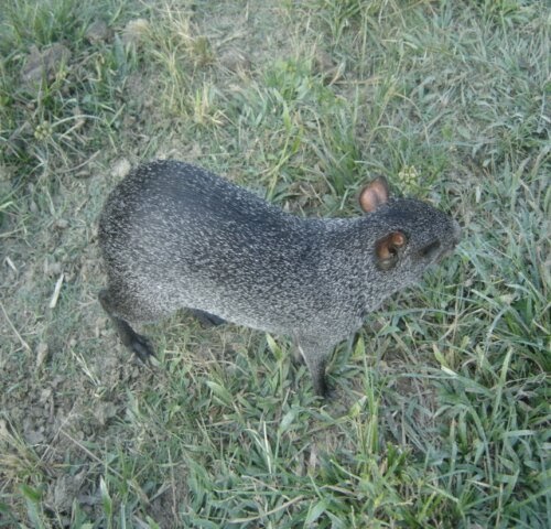 ANIMALES DEL LLANO: PICURE
