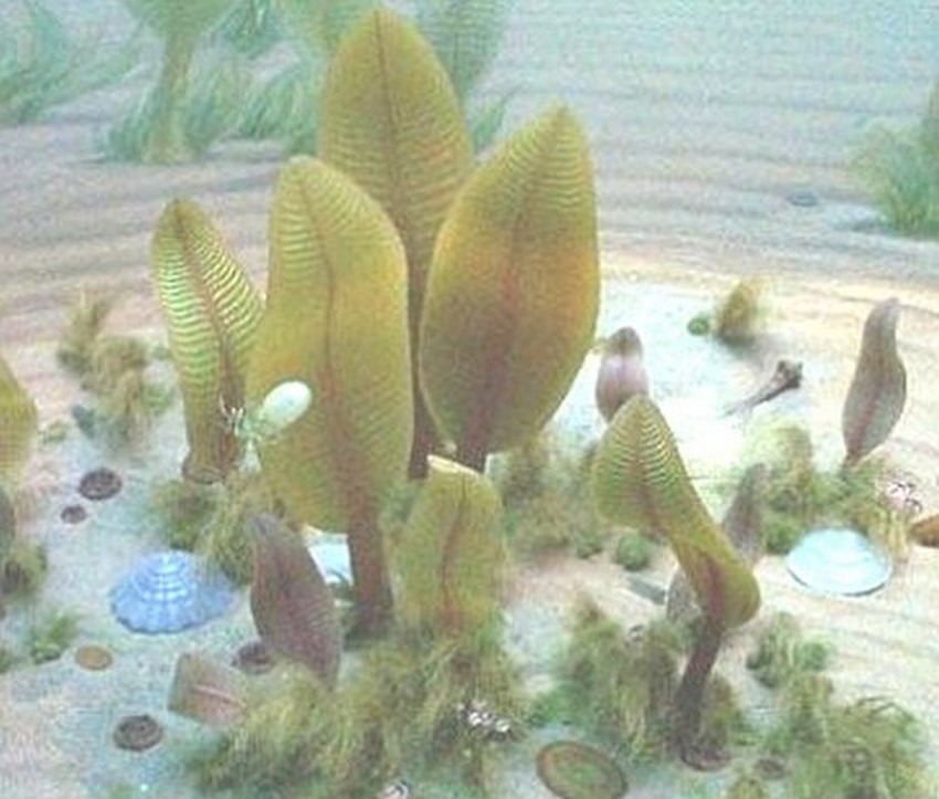 ASE . Terre: Conférence . Terre . n°1 : Le Précambrien