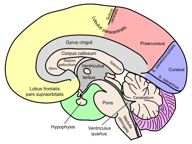 ADHD treatments: ADHD and Alcoholism: The Corpus Callosum (part 1)