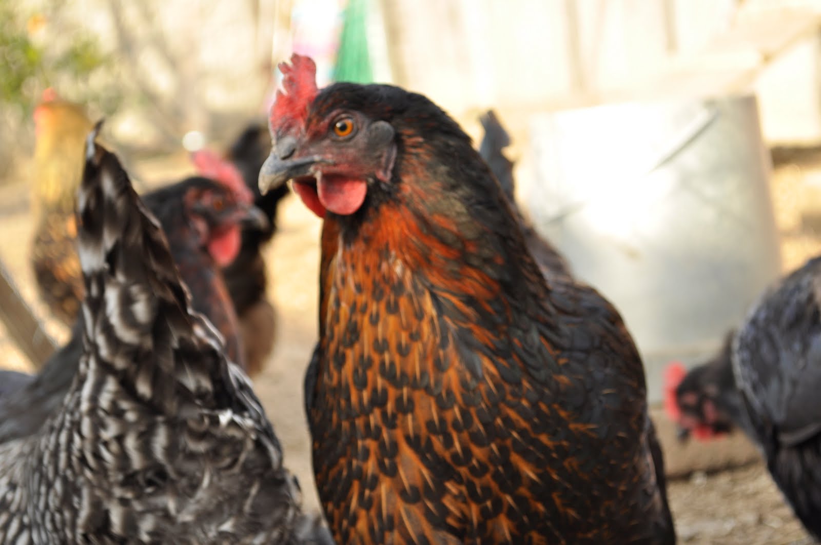 Chickens Coming Home to Roost - In Our Backyard | Keeper of the Home