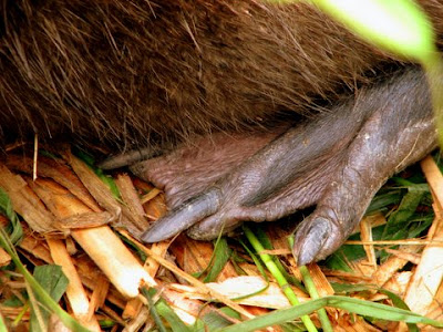 Photo Obsession: Anatomy Of A Beaver