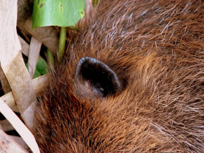 Photo Obsession: Anatomy Of A Beaver