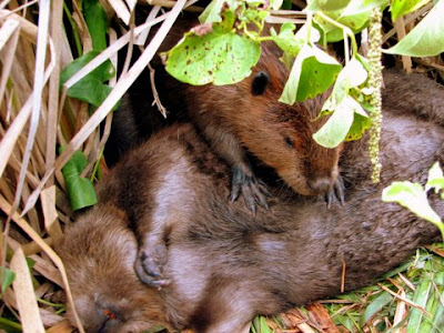 Photo Obsession: Anatomy Of A Beaver