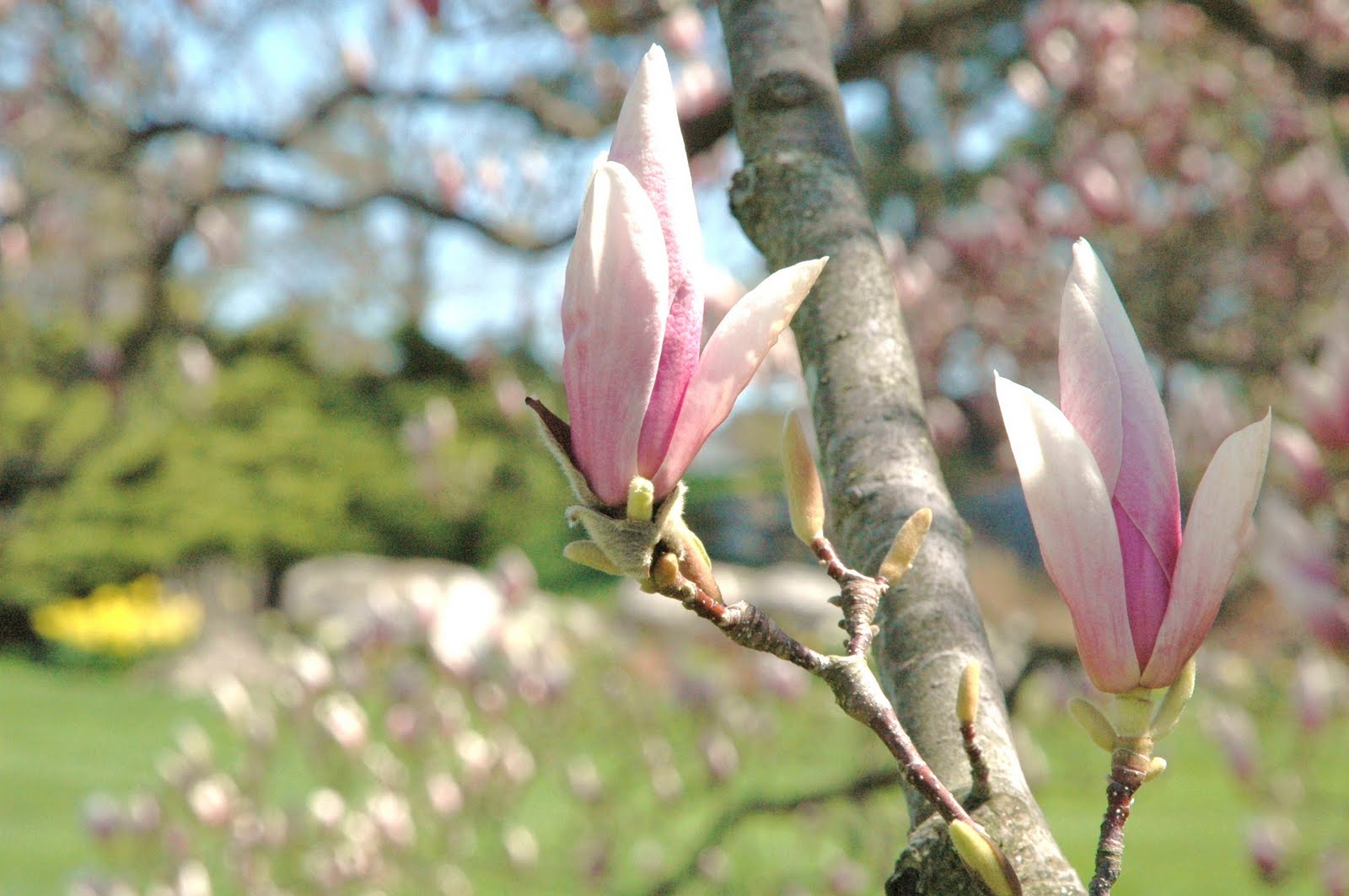 Collins Gifts: Spring Trees & Flowers