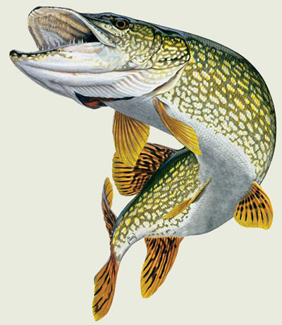 Pike fly-fishing articles: Esox Decal/Sticker