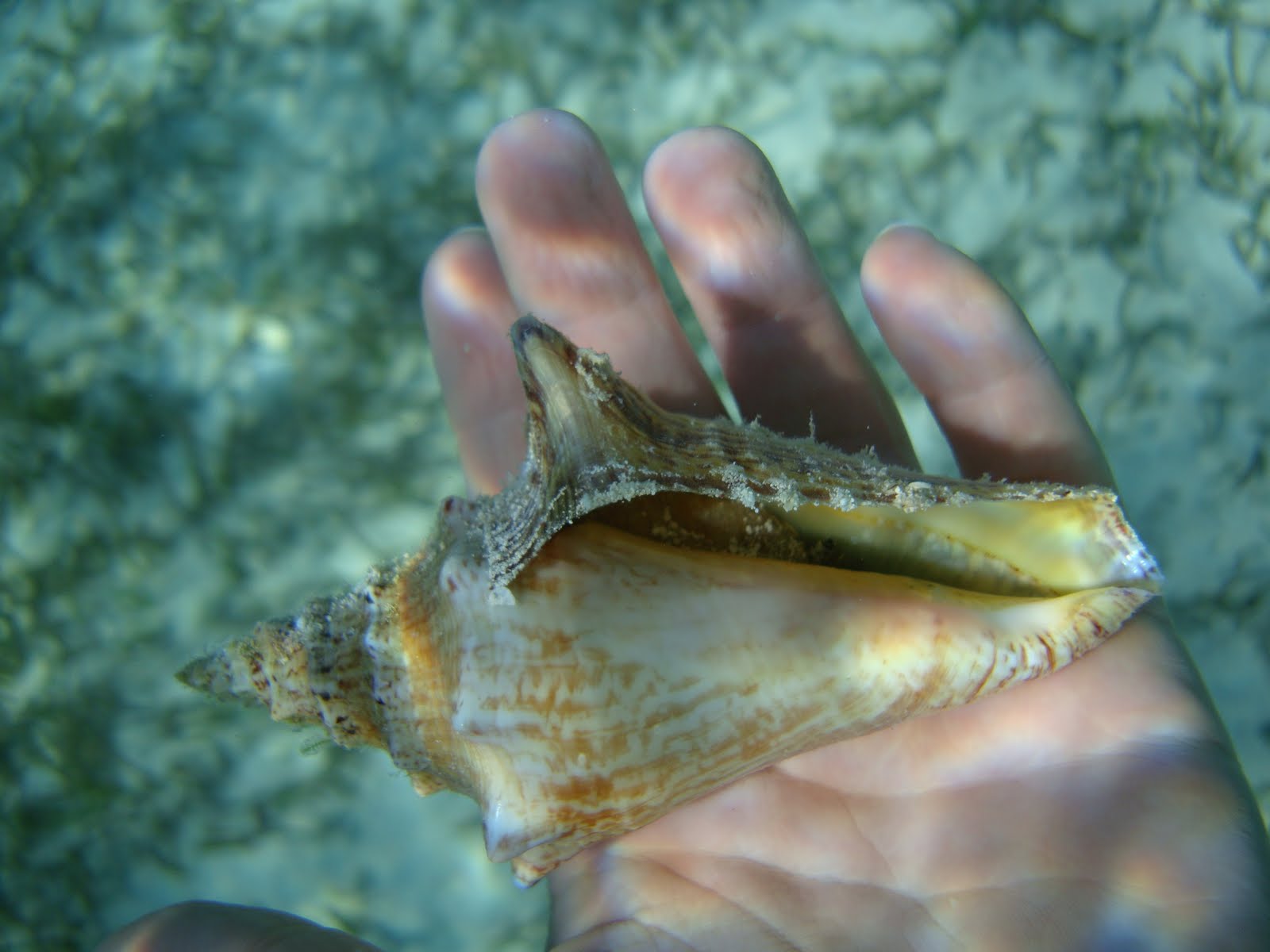 Simply Exuma...: Sea Life Galore