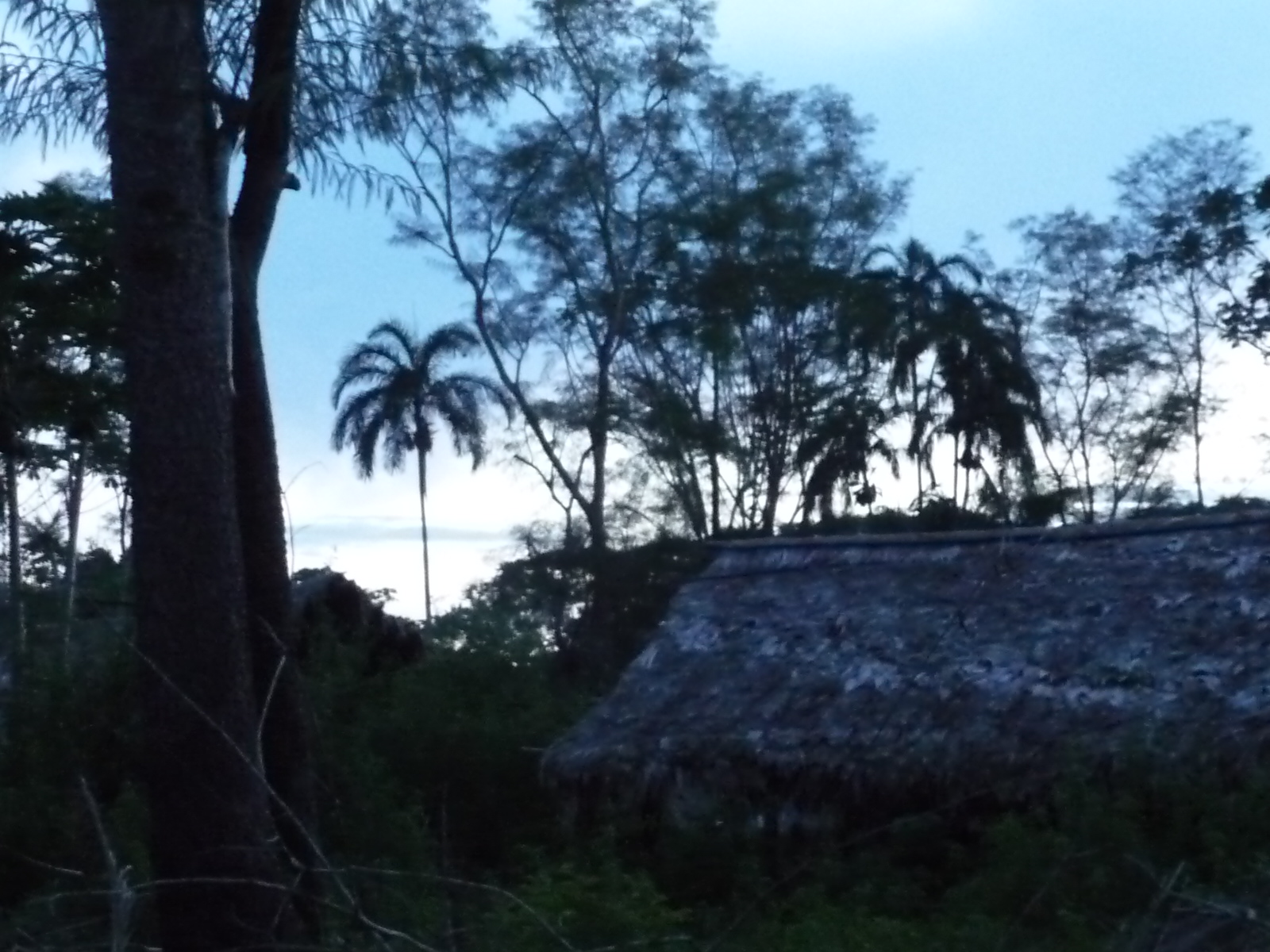 3 ans avec les Yanomami: Première incursion en terre indigène Yanomami