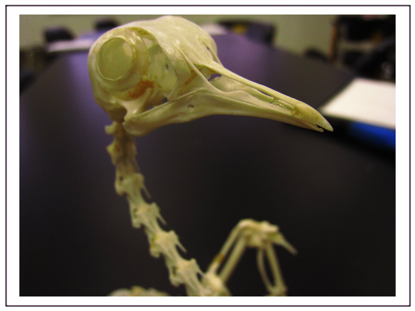 hilary sanders: Bone Blog: Museum of Vertebrate Zoology