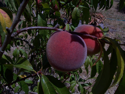 O Sítio do Pombo Verde: Pessegueiro